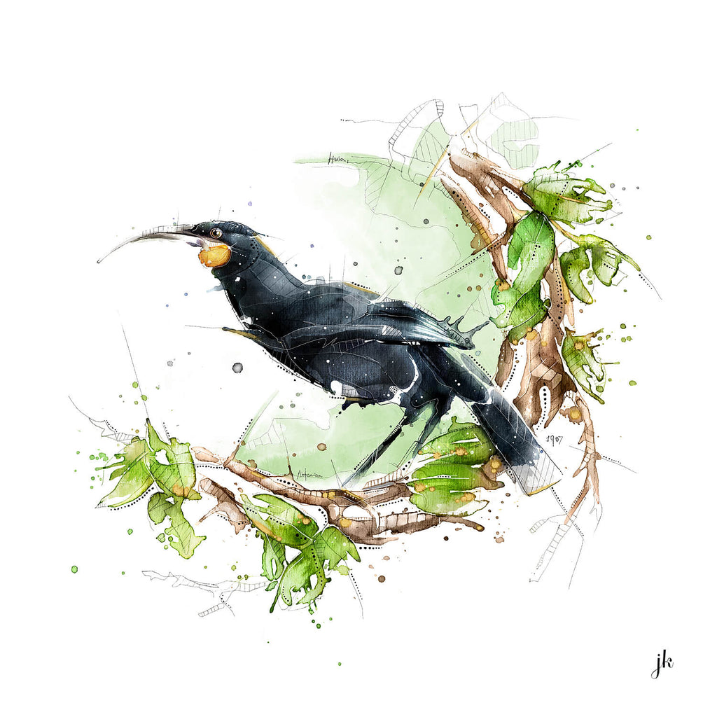 Huia Canvas Print – jeremykyleart